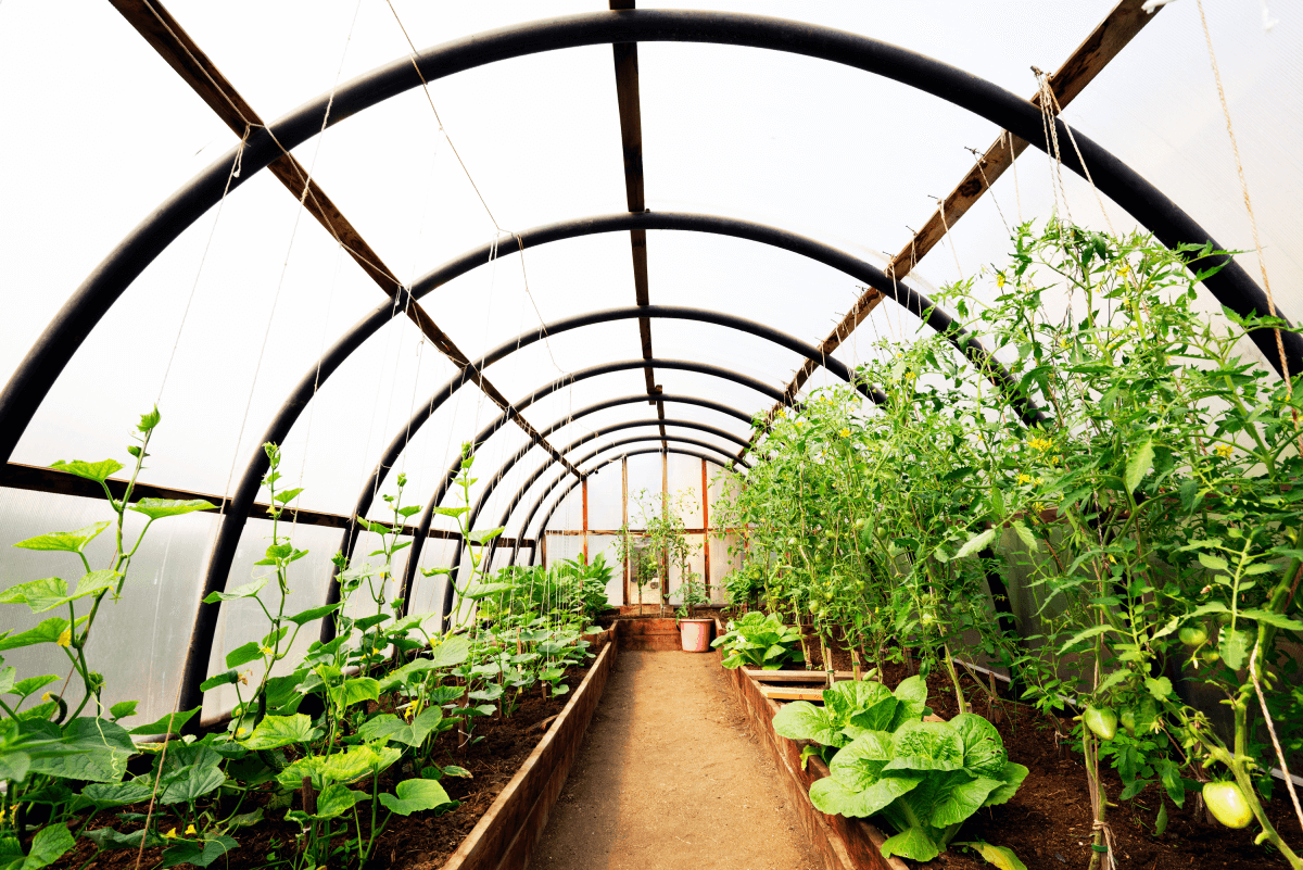 How to Start a Greenhouse On Your Land| United Country
